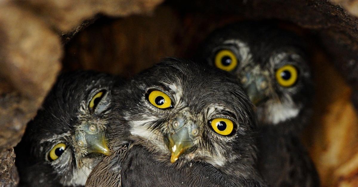 Caburé-da-amazônia #8791 - Biofaces - Bring Nature Closer