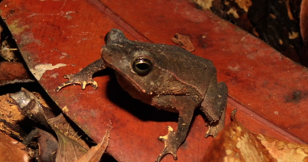 Rhinella proboscidea [Least Concern] - Biofaces - Bring Nature Closer
