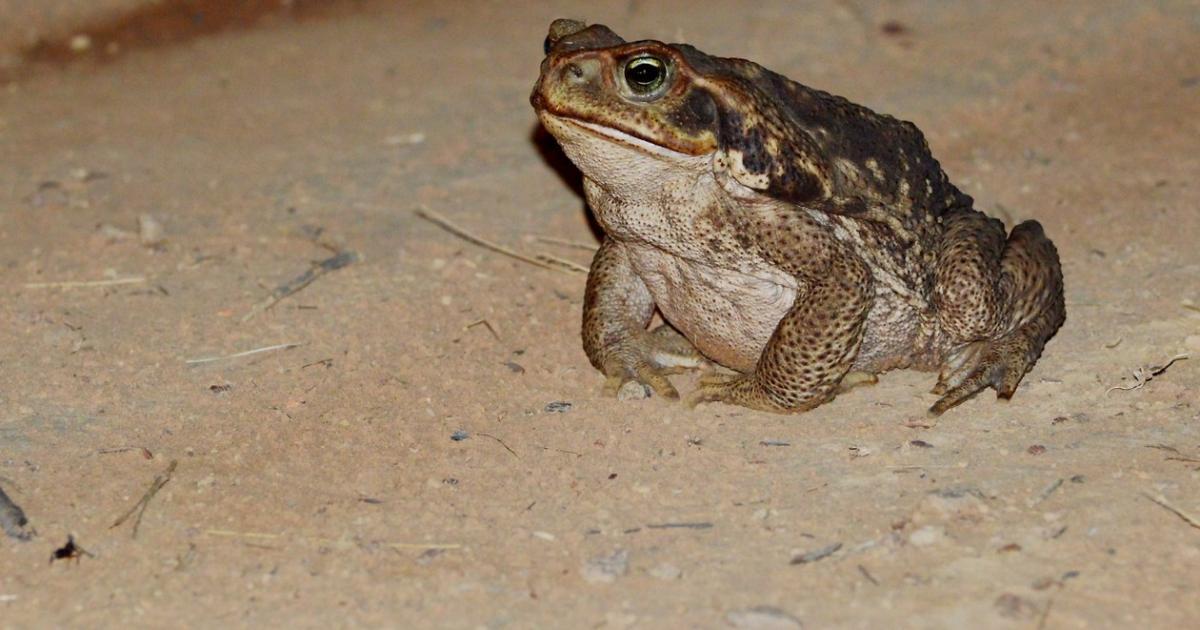 Sapo-boi #9149 - Biofaces - Bring Nature Closer