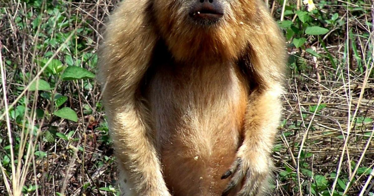 Macaco #9687 - Biofaces - Bring Nature Closer