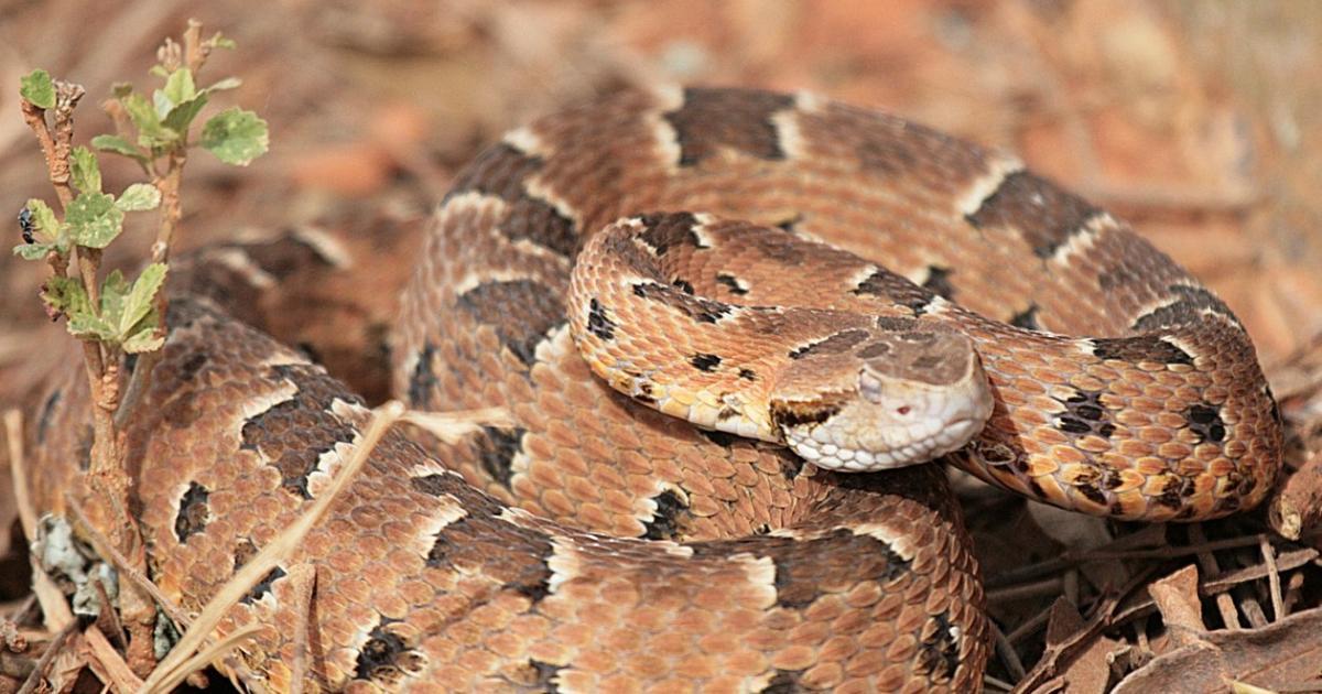 Jararaca-pintada #9783 - Biofaces - Bring Nature Closer