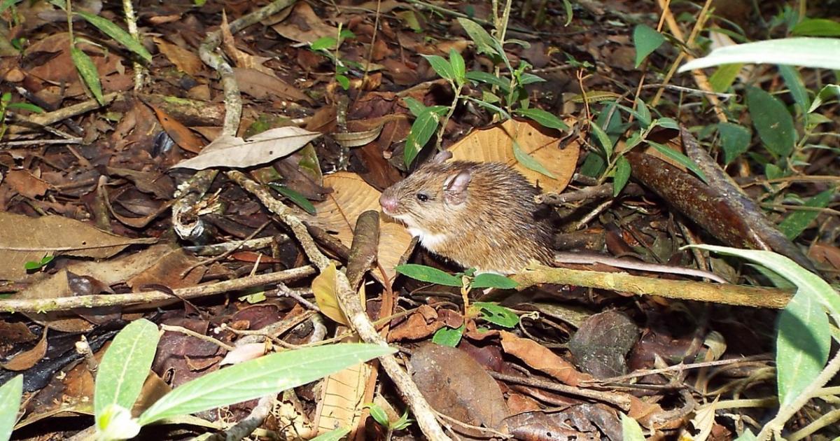 Rato #10192 - Biofaces - Bring Nature Closer