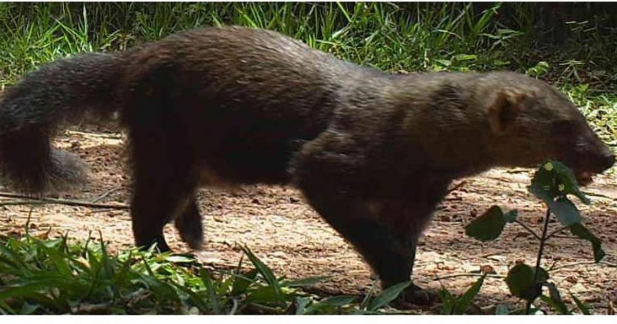 Papa #10348 - Biofaces - Bring Nature Closer