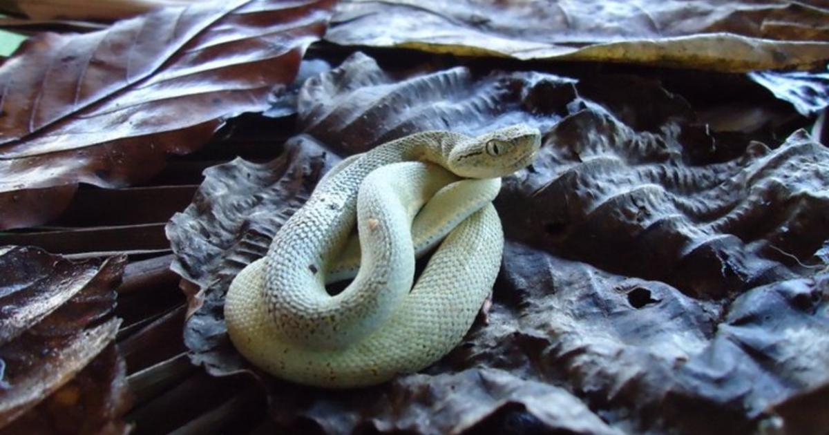 Jararaca #10428 - Biofaces - Bring Nature Closer