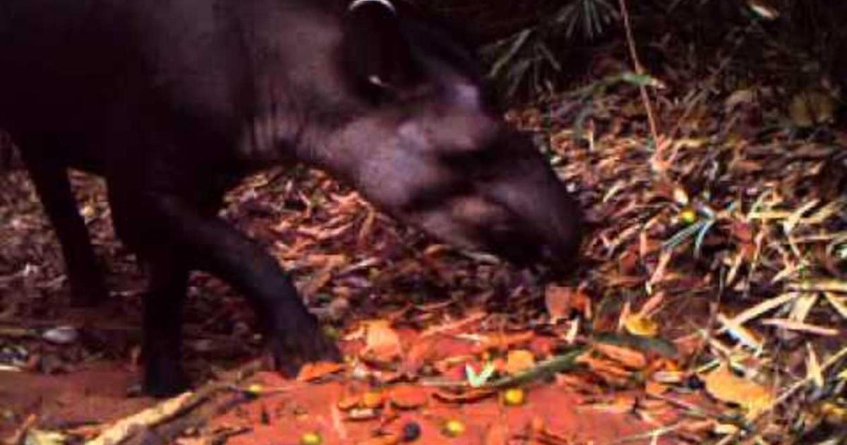 Anta #11022 - Biofaces - Bring Nature Closer