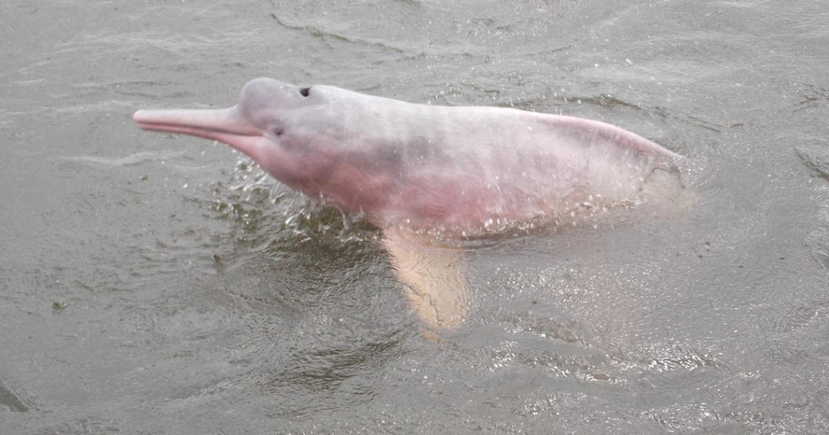 Inia geoffrensis [Endangered] - Biofaces - Bring Nature Closer