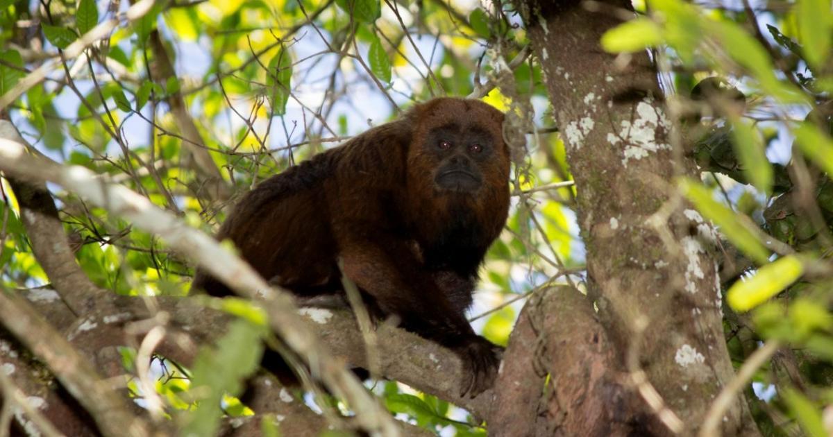 Bugio-ruivo #11466 - Biofaces - Bring Nature Closer