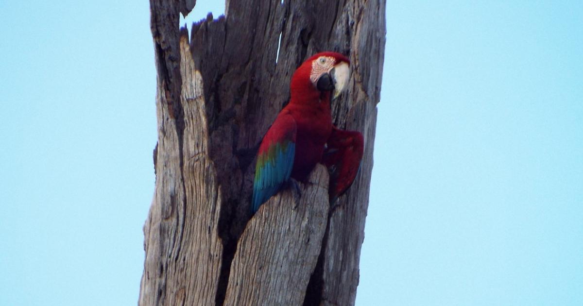 Arara #11502 - Biofaces - Bring Nature Closer