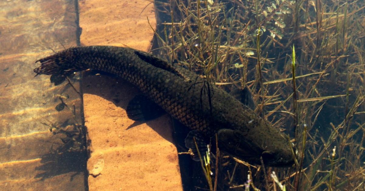 Hoplias malabaricus [Not evaluated] - Biofaces - Bring Nature Closer