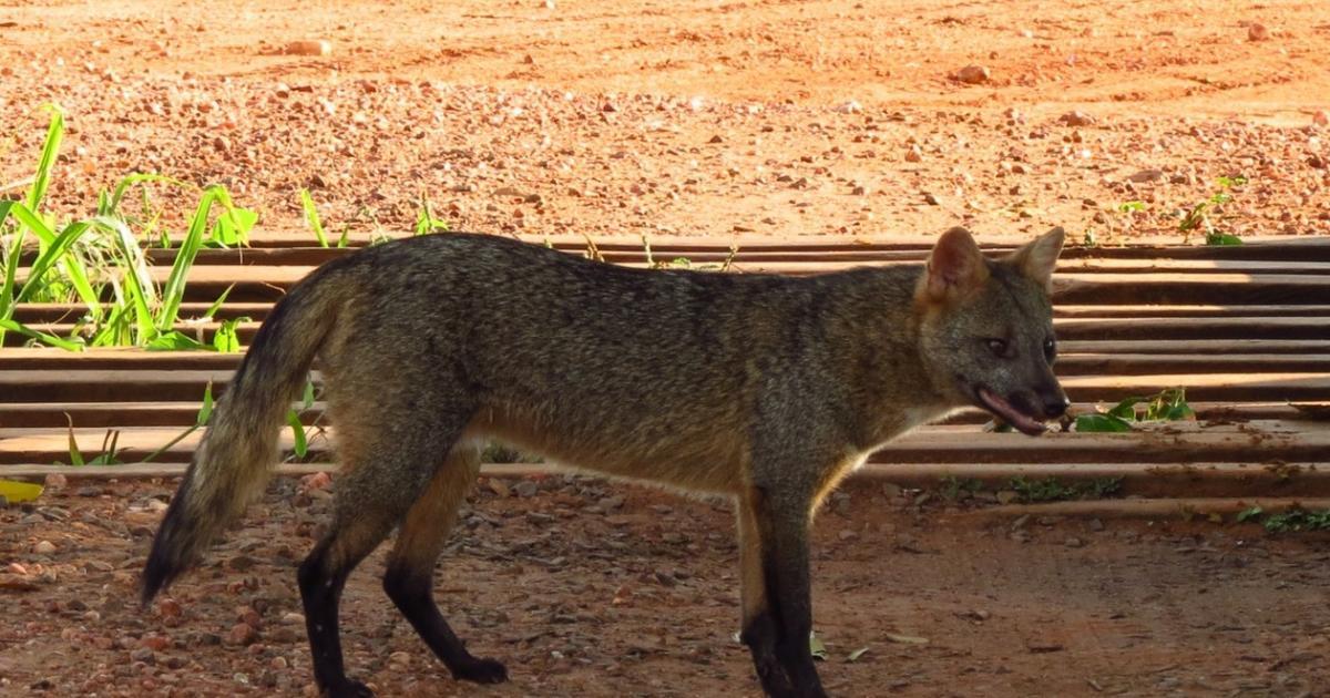 Cachorro-do-Mato #12121 - Biofaces - Bring Nature Closer