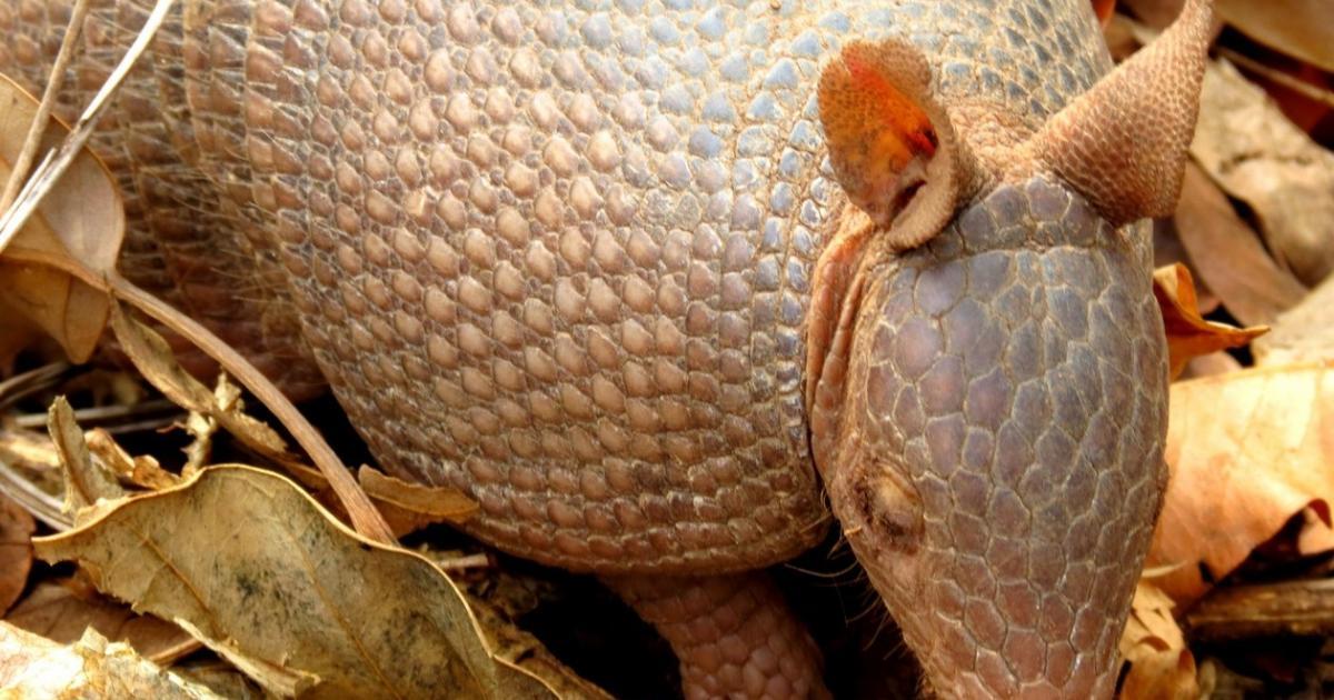 Tatu #12609 - Biofaces - Bring Nature Closer