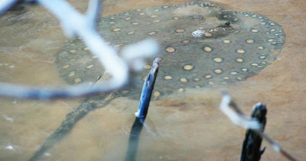 Arraia-fogo #14052 - Biofaces - Bring Nature Closer