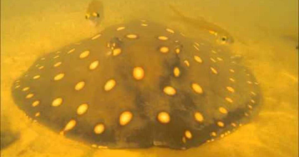 Arraia #14060 - Biofaces - Bring Nature Closer