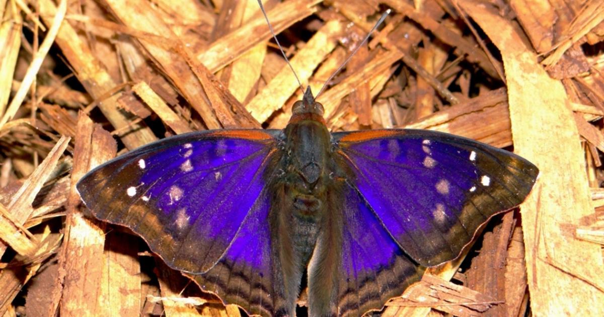 Doxocopa agathina [Not evaluated] - Biofaces - Bring Nature Closer