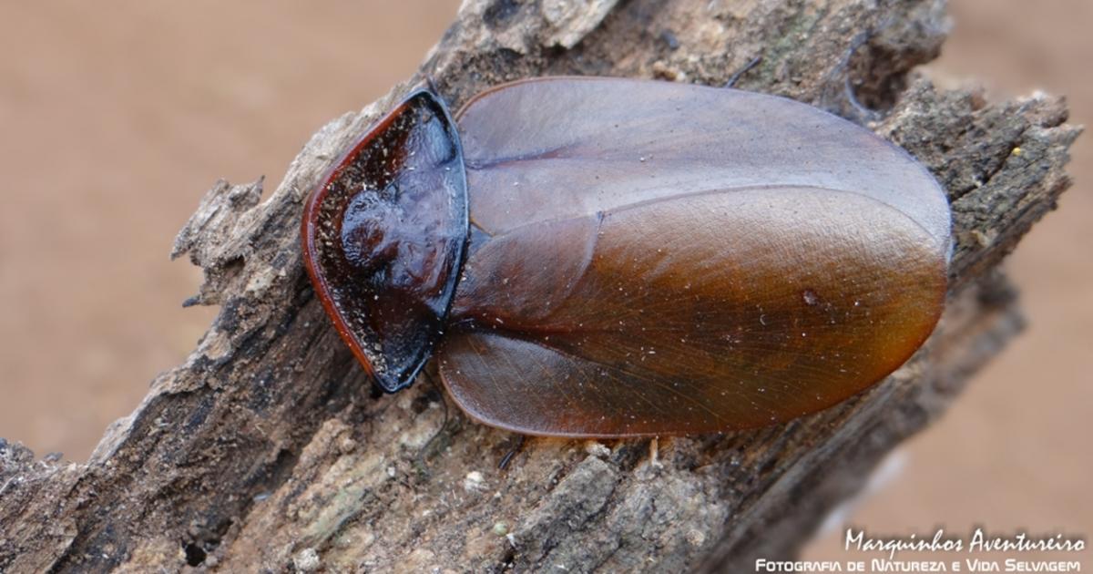 Barata-da-mata #14334 - Biofaces - Bring Nature Closer