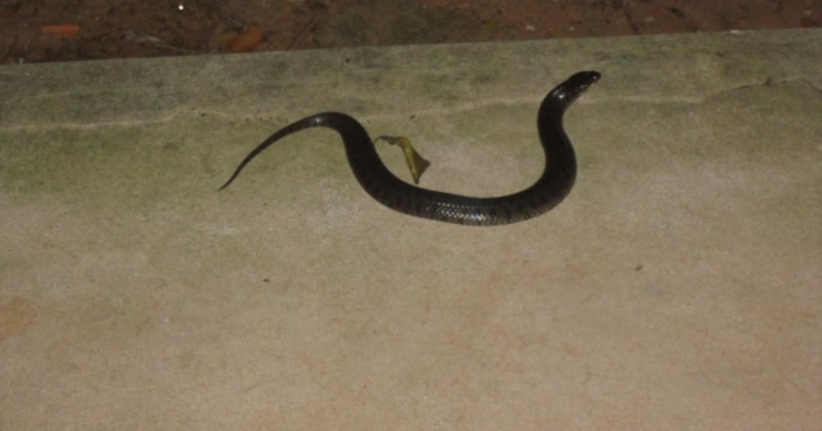 Helicops #14602 - Biofaces - Bring Nature Closer