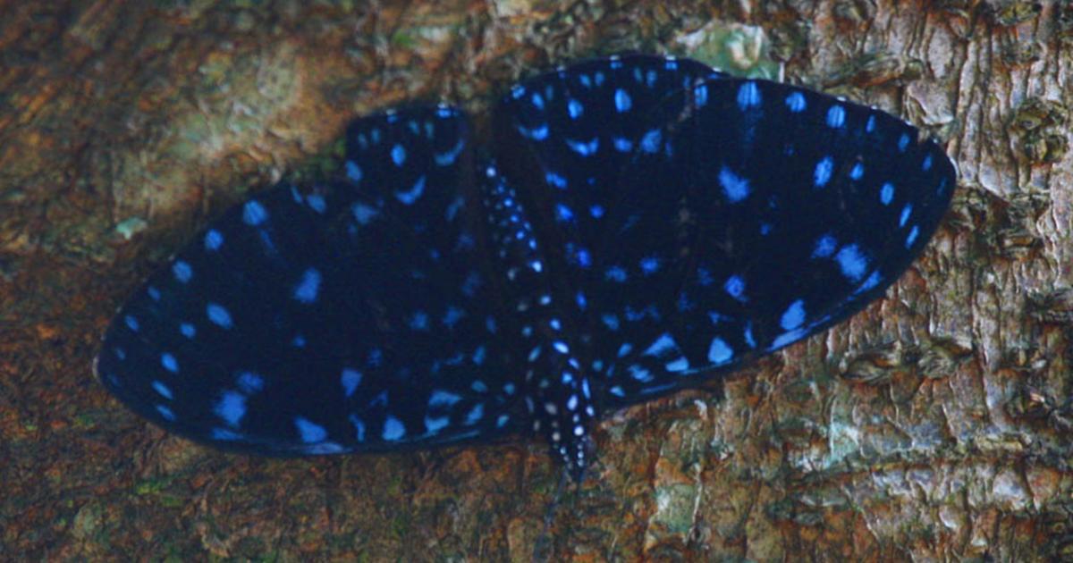 Hamadryas laodamia [Not evaluated] - Biofaces - Bring Nature Closer