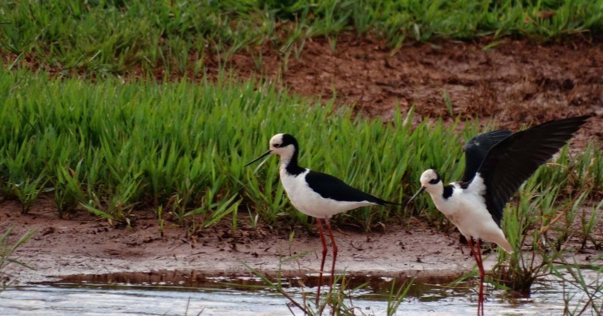 Pernilongo #14830 - Biofaces - Bring Nature Closer