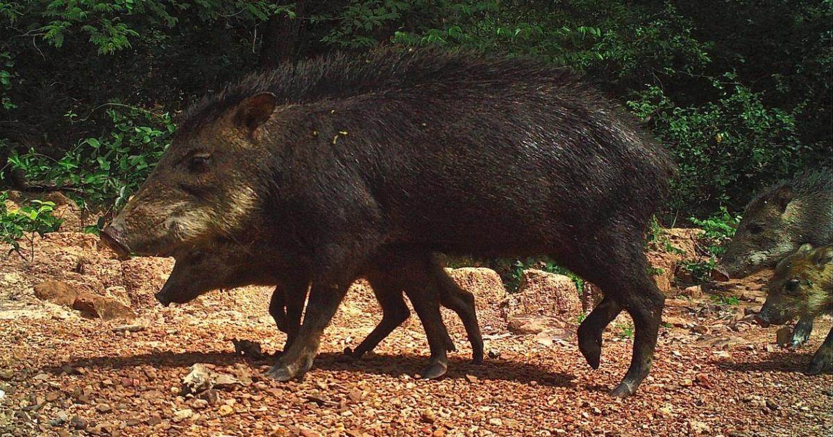 Queixadas #14860 - Biofaces - Bring Nature Closer