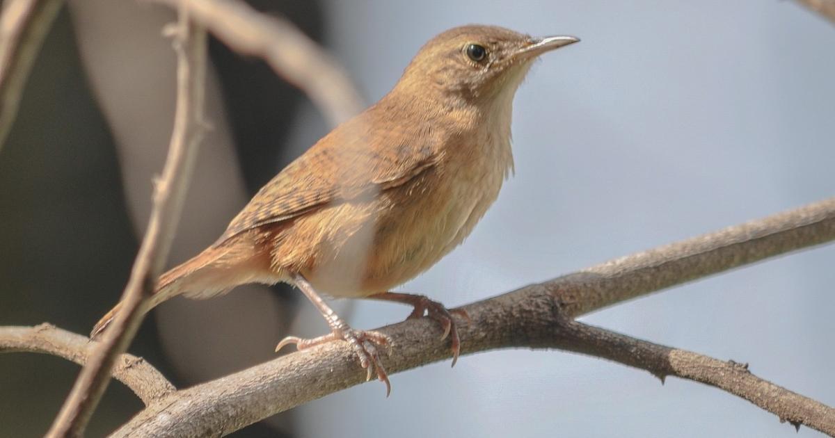 Corruíra #15435 - Biofaces - Bring Nature Closer