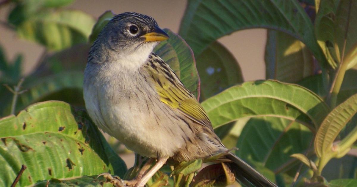 Lesser #15623 - Biofaces - Bring Nature Closer