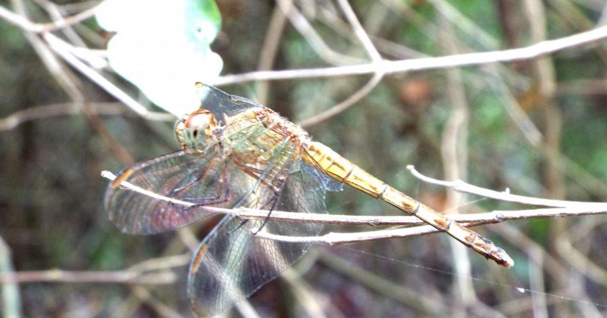 Paleoptera #15665 - Biofaces - Bring Nature Closer