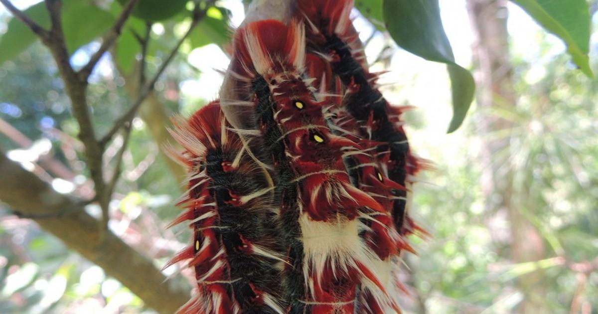 Morpho #15716 - Biofaces - Bring Nature Closer