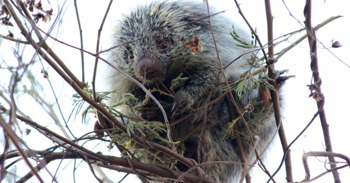 Ouriço-cacheiro #15787 - Biofaces - Bring Nature Closer