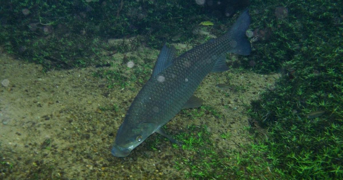 Curimbatá #15895 - Biofaces - Bring Nature Closer