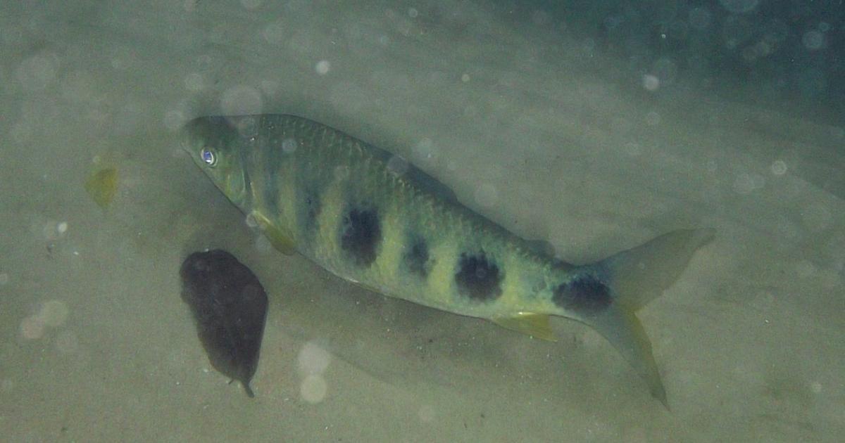 Piau-três-pintas #15898 - Biofaces - Bring Nature Closer