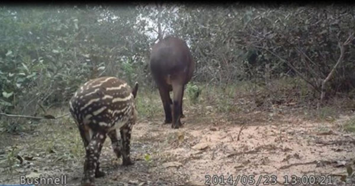 Anta #16133 - Biofaces - Bring Nature Closer