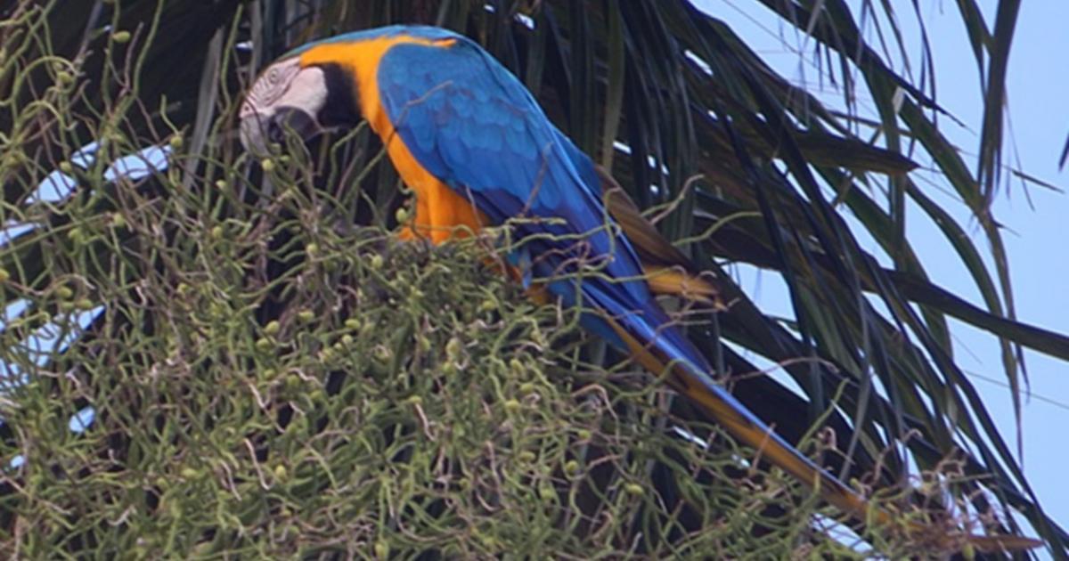 Arara #16280 - Biofaces - Bring Nature Closer