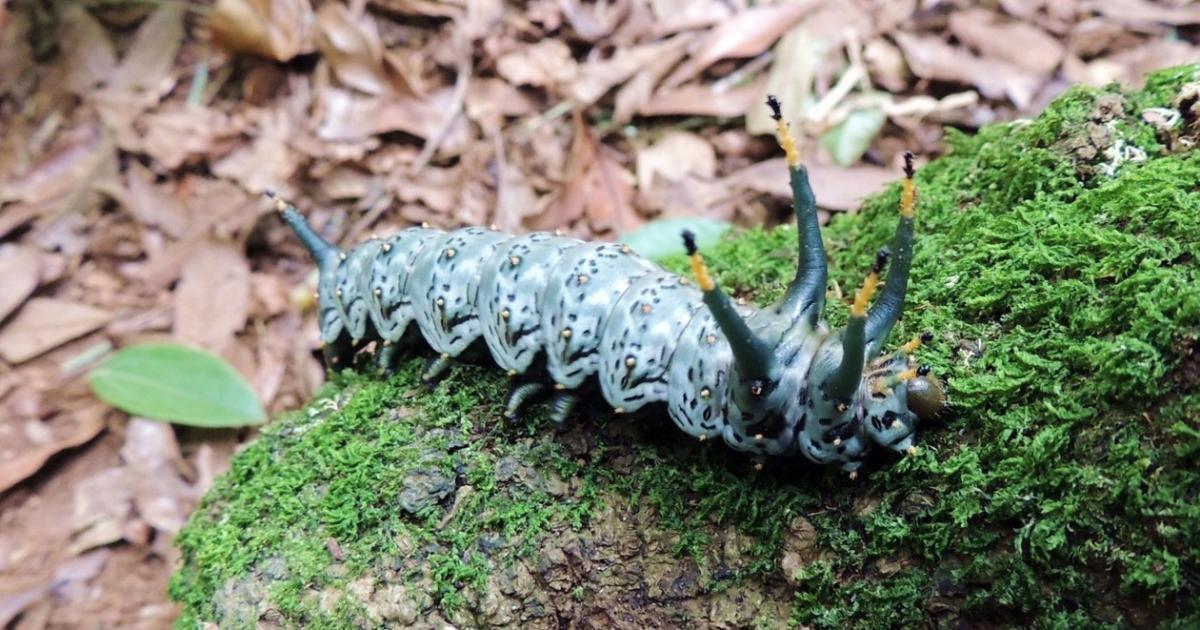 Lagarta #16417 - Biofaces - Bring Nature Closer