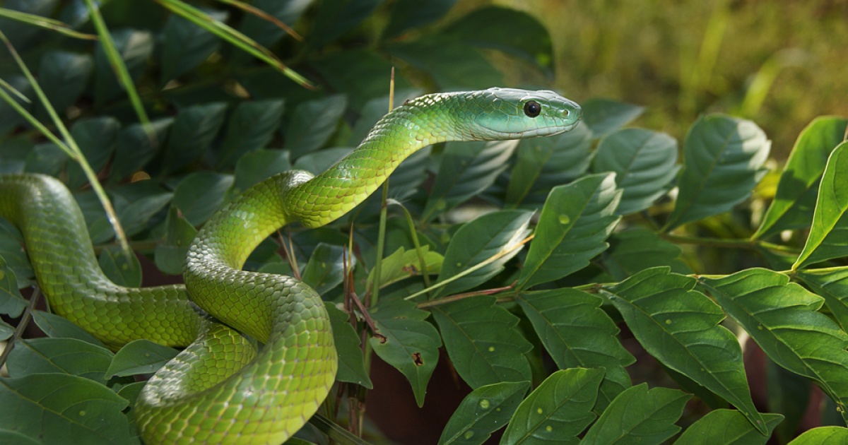 Cobra-verde #16896 - Biofaces - Bring Nature Closer