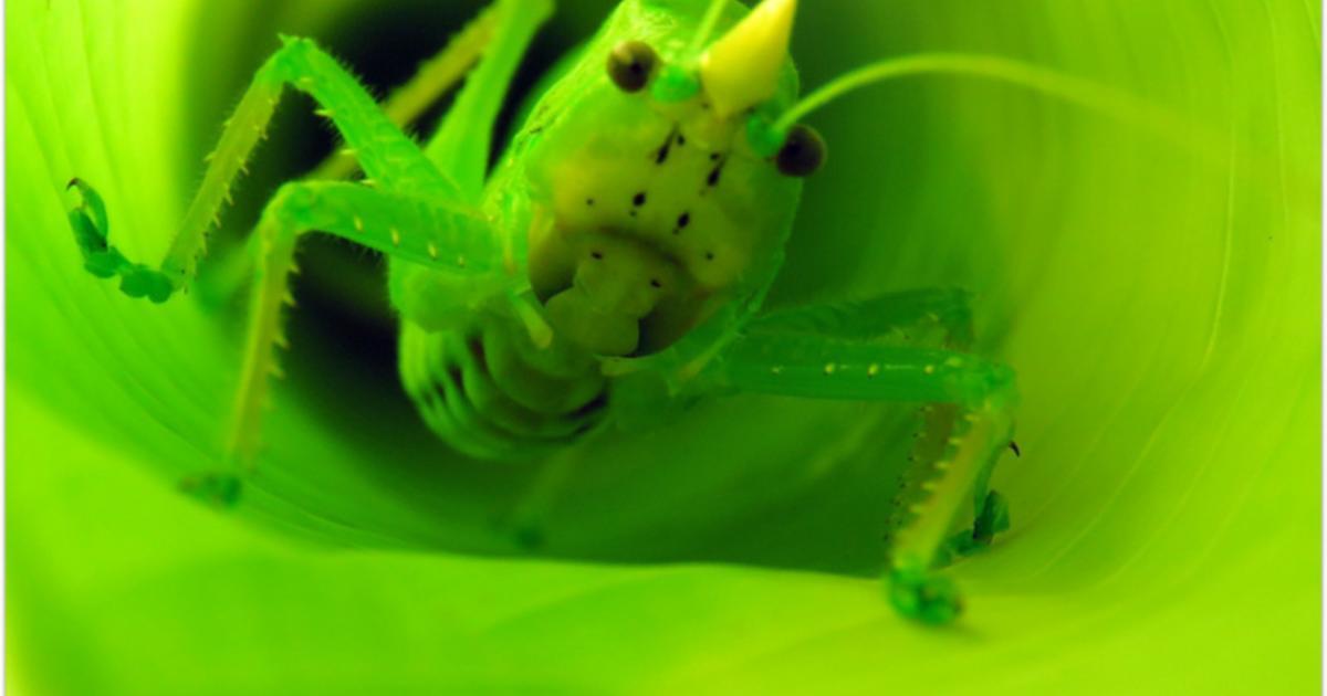 Cone-headed #16981 - Biofaces - Bring Nature Closer