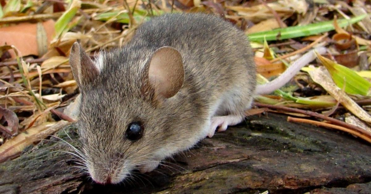 Camundongo-do-campo #17394 - Biofaces - Bring Nature Closer