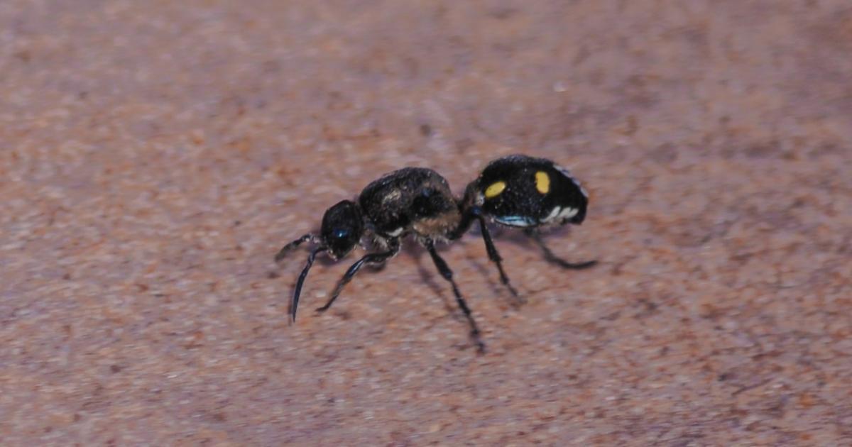 Formiga-feiticeira #17479 - Biofaces - Bring Nature Closer