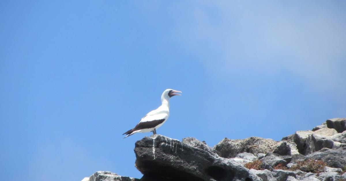 Atobá-mascarado #17603 - Biofaces - Bring Nature Closer