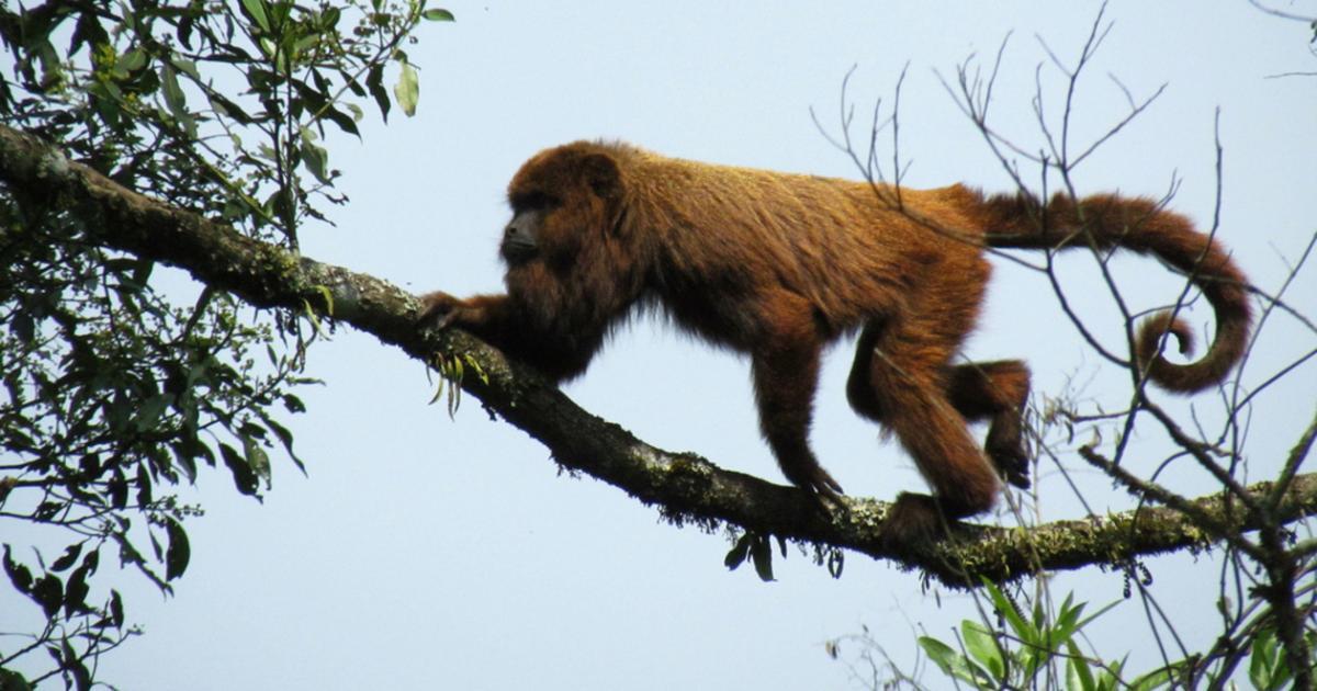 Bugio #17654 - Biofaces - Bring Nature Closer