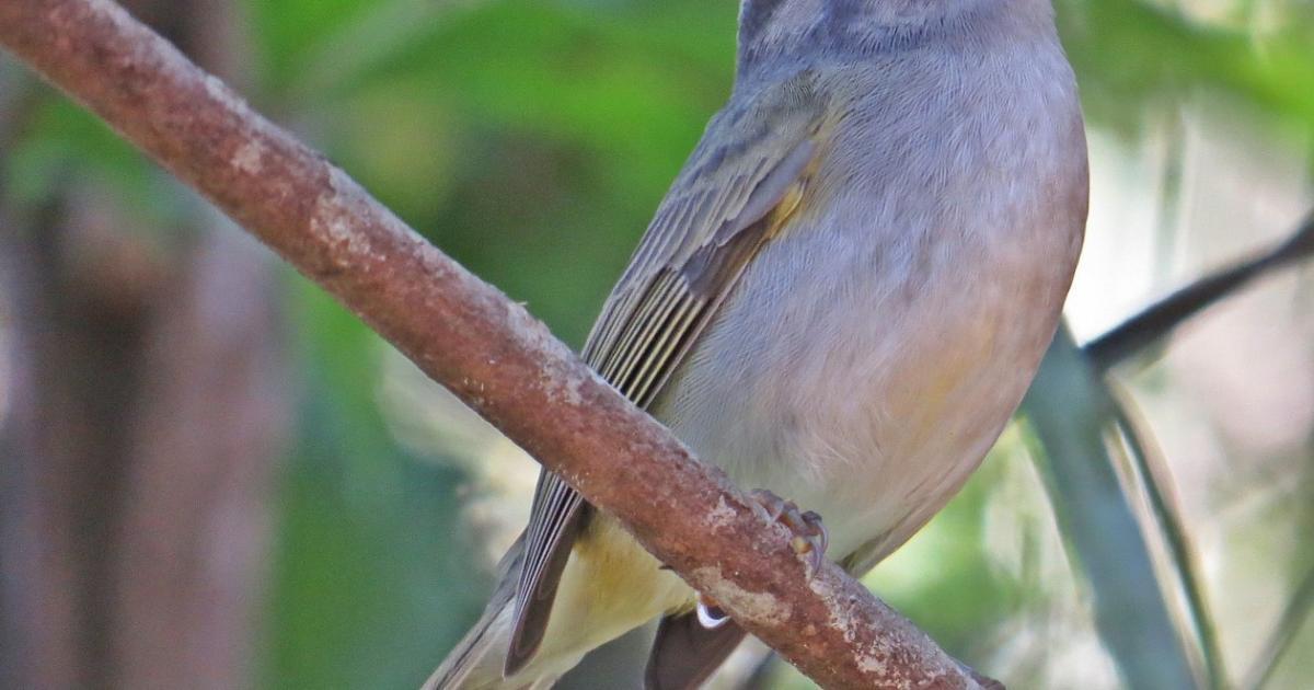 Pula #18025 - Biofaces - Bring Nature Closer