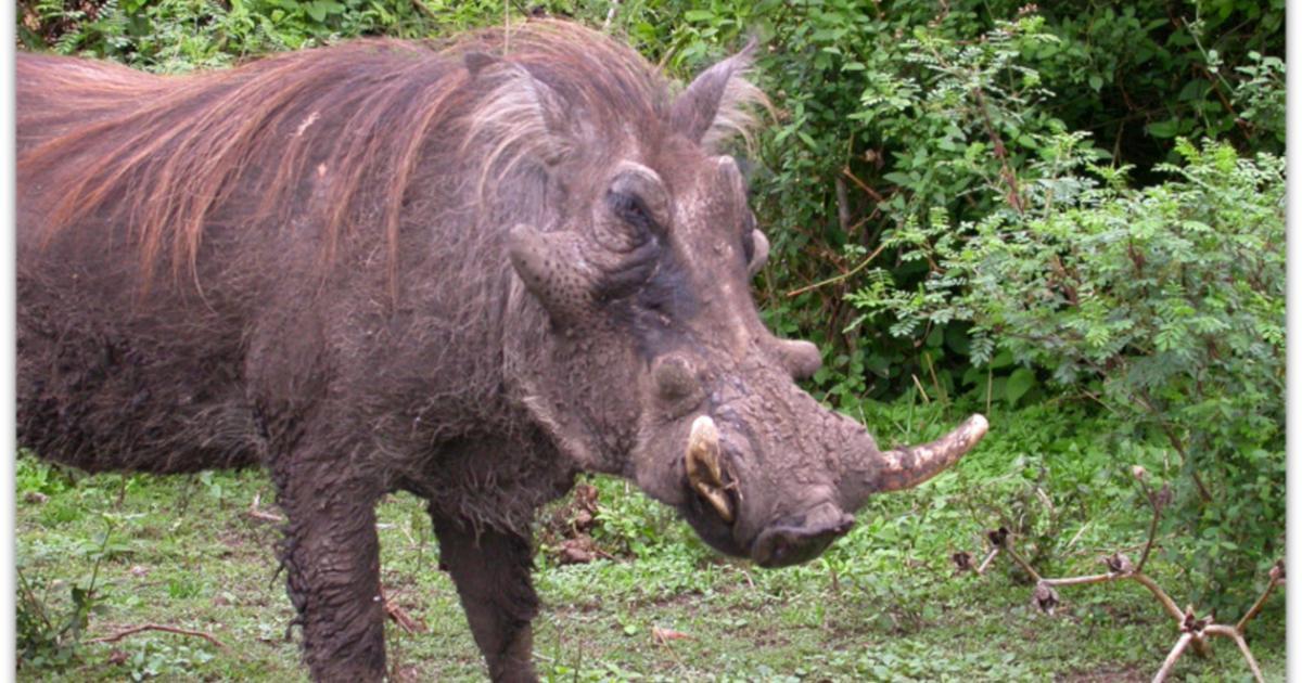 Warthog #18174 - Biofaces - Bring Nature Closer