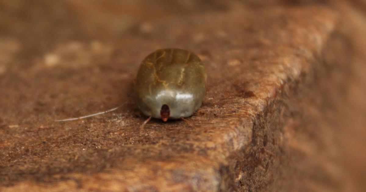 Carrapato-de-boi (Boophilus microplus) - Biofaces - Bring Nature Closer