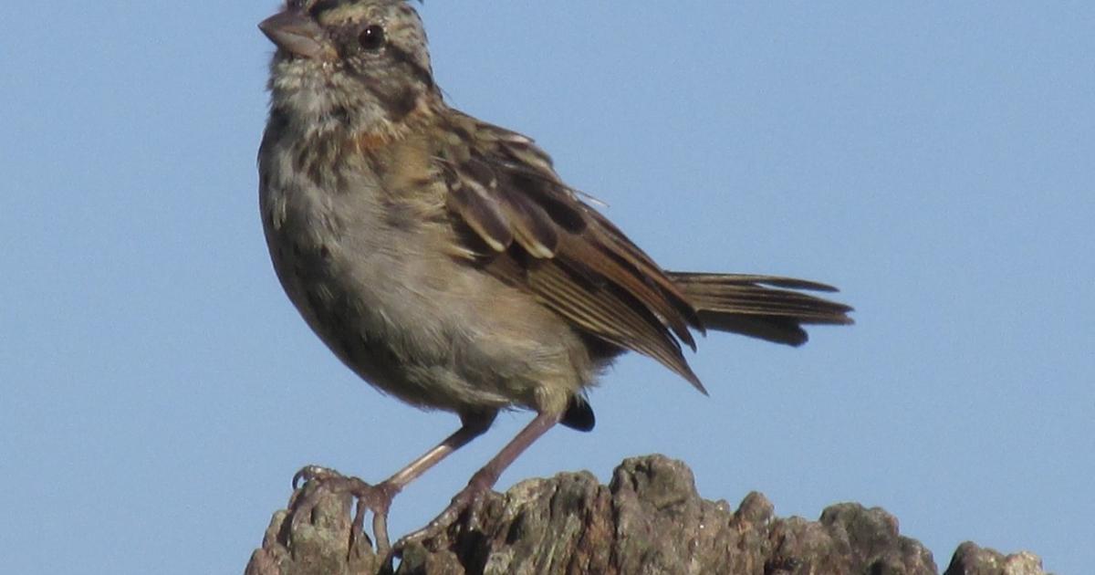 tico-tico #18503 - Biofaces - Bring Nature Closer