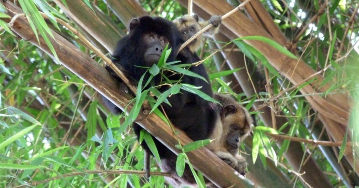 bugio-preto #18589 - Biofaces - Bring Nature Closer