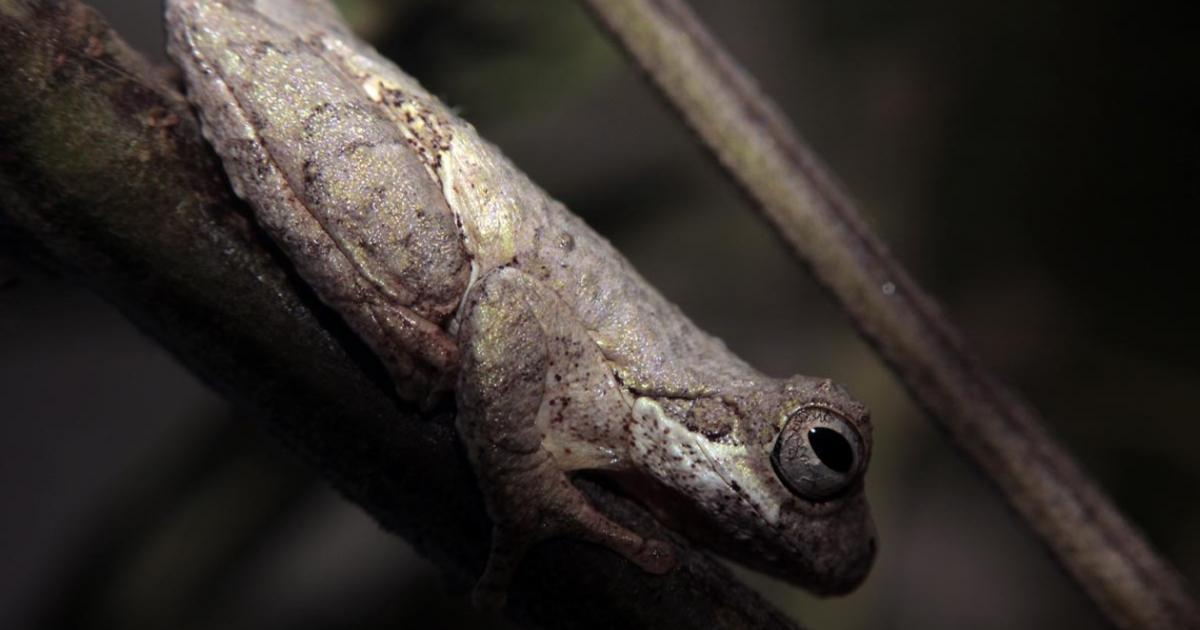 Anfíbio #19027 - Biofaces - Bring Nature Closer