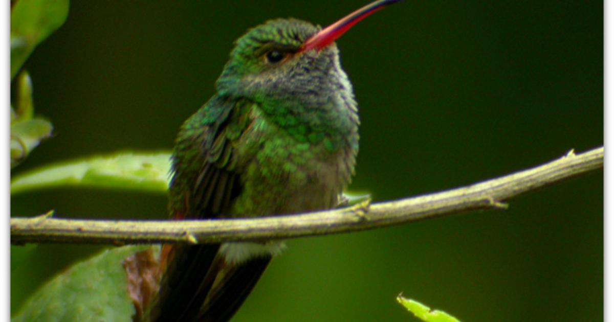 Rufous-tailed #19063 - Biofaces - Bring Nature Closer