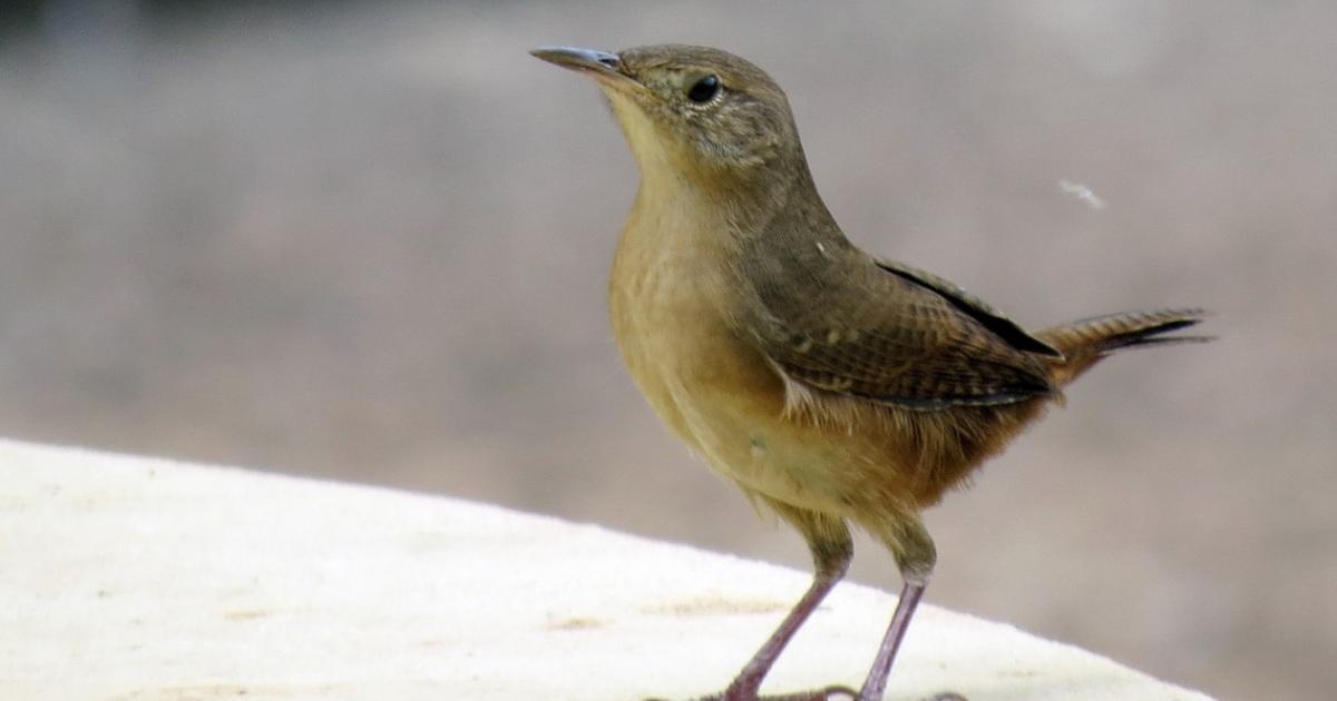 corruíra #19138 - Biofaces - Bring Nature Closer