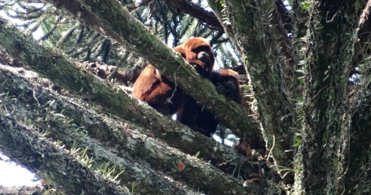 Alouatta #19600 - Biofaces - Bring Nature Closer