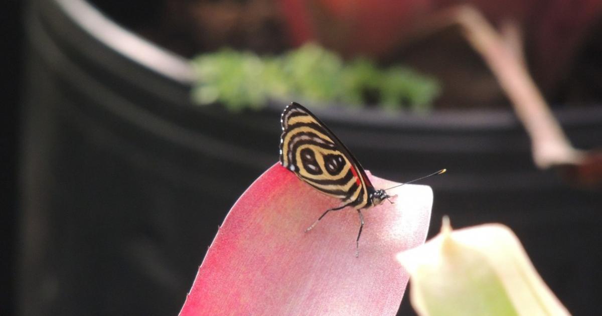 Paulogramma #18744 - Biofaces - Bring Nature Closer