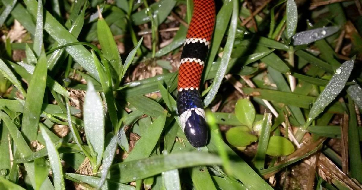 cobra-coral-verdadeira #19658 - Biofaces - Bring Nature Closer